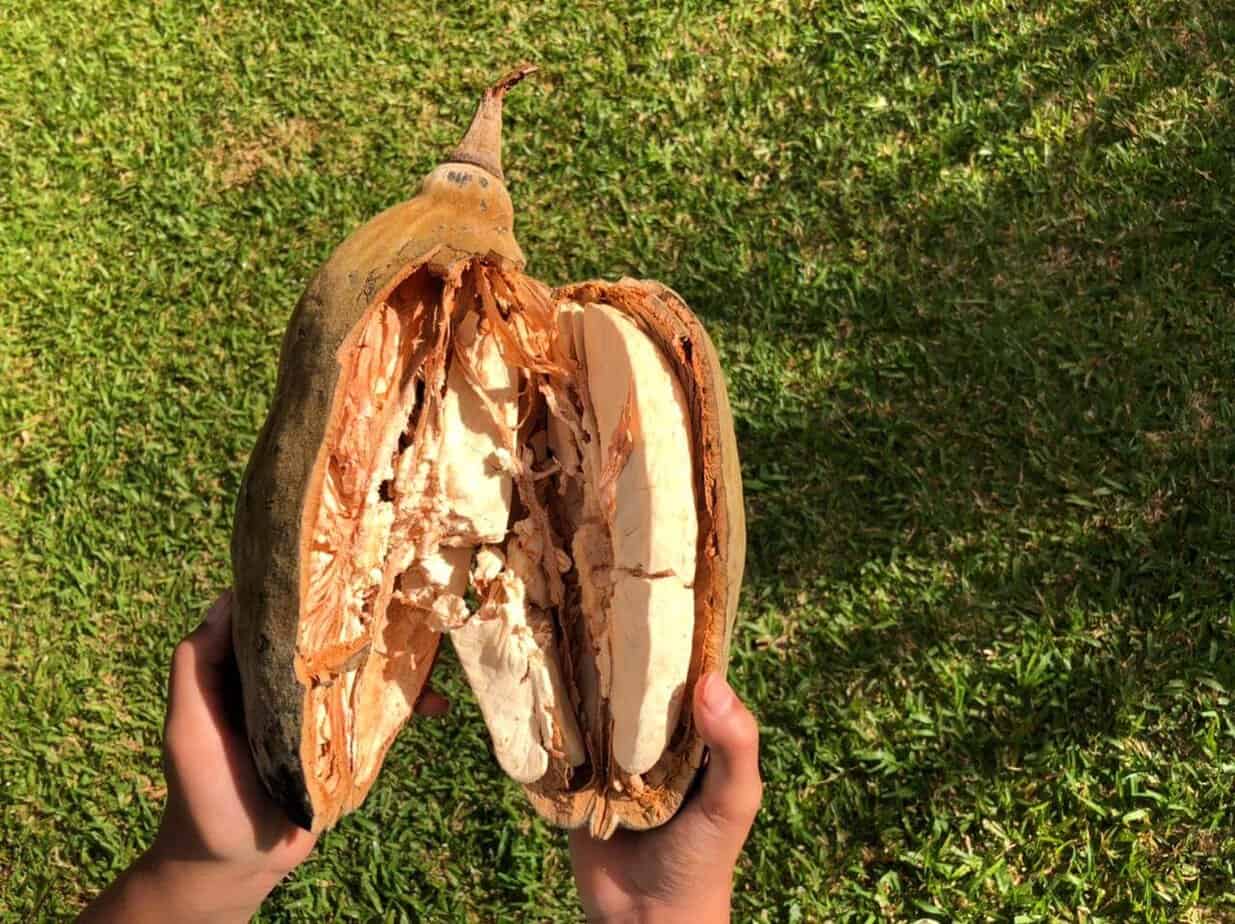 Découvre tous les bienfaits du baobab de Madagascar