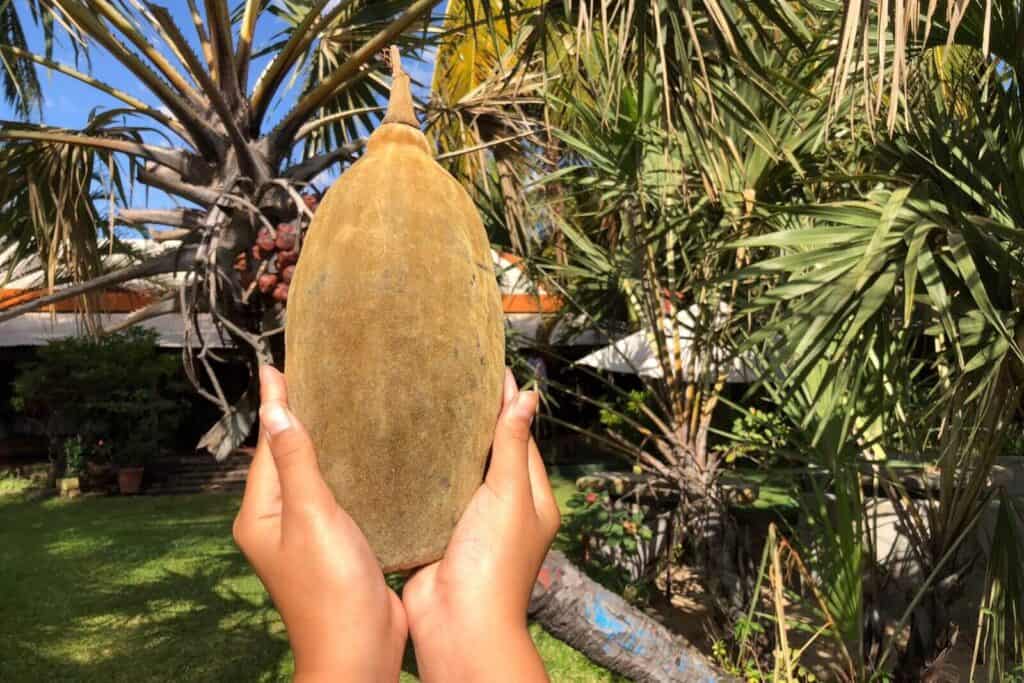 Découvre tous les bienfaits du baobab de Madagascar